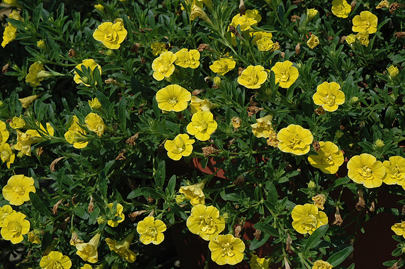 MiniFamous Double Deep Yellow Calibrachoa (Calibrachoa 'MiniFamous ...