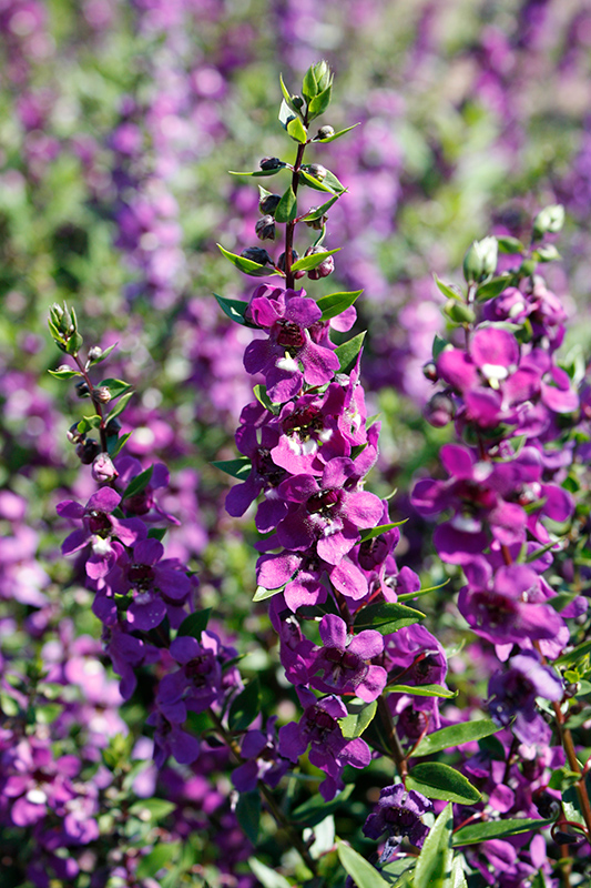 Serena Purple Angelonia (Angelonia angustifolia 'Serena Purple') in ...