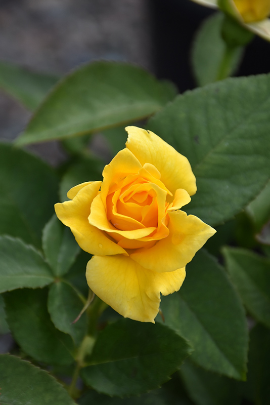 Midas Touch Rose (Rosa 'Midas Touch') in Bloomingdale Carpentersville ...
